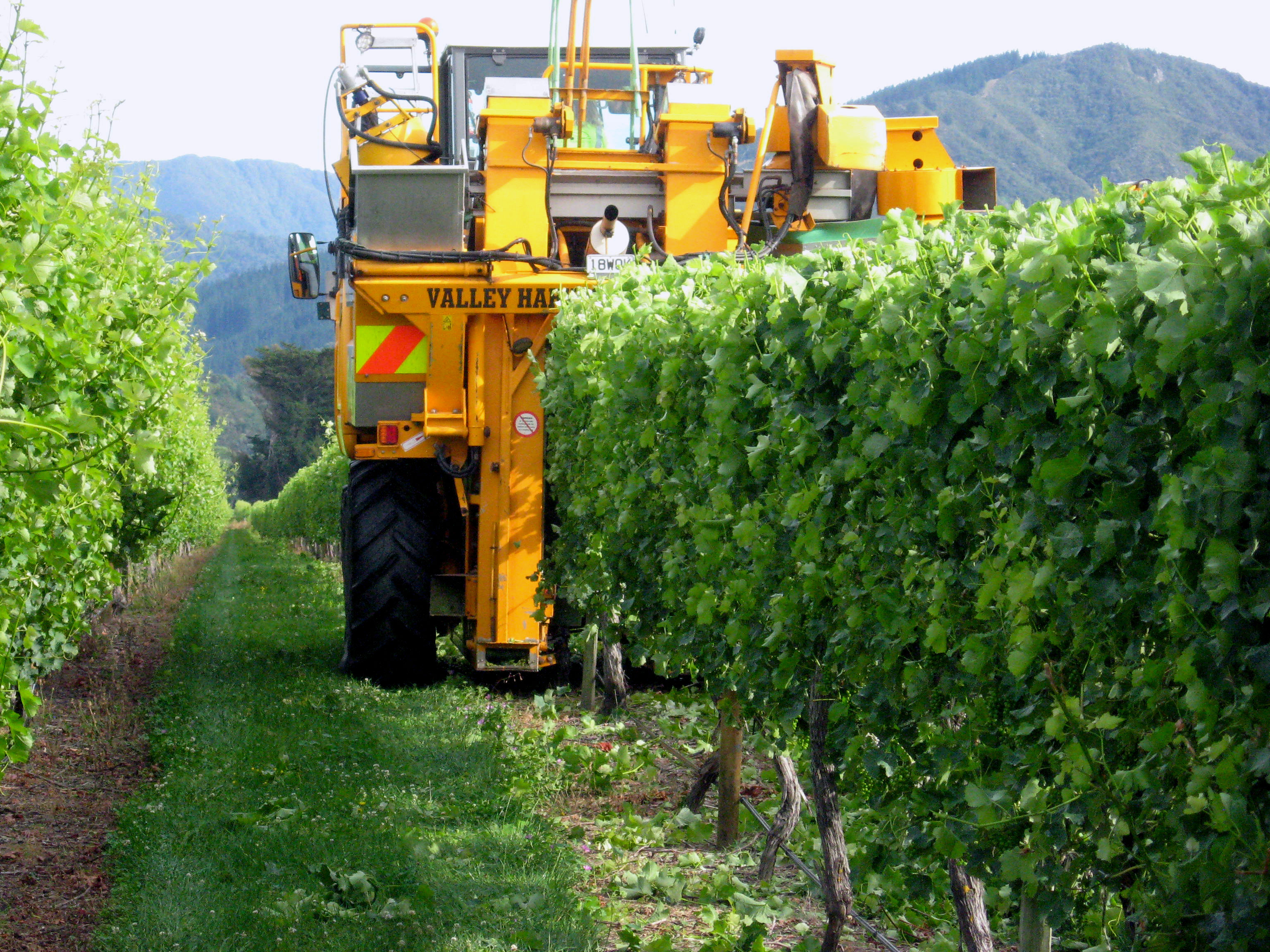 Machine thinning 2014 - IMG_8376 - Valley Harvesting